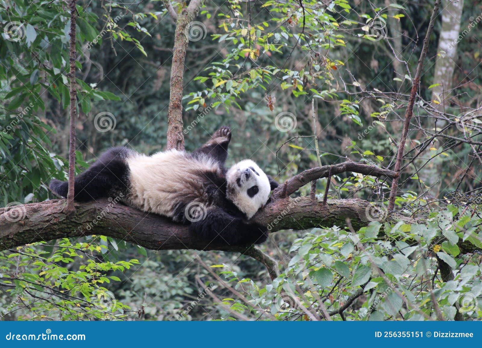 Fluffy Panda Sleeping on the Tree Stock Image - Image of fluffy ...