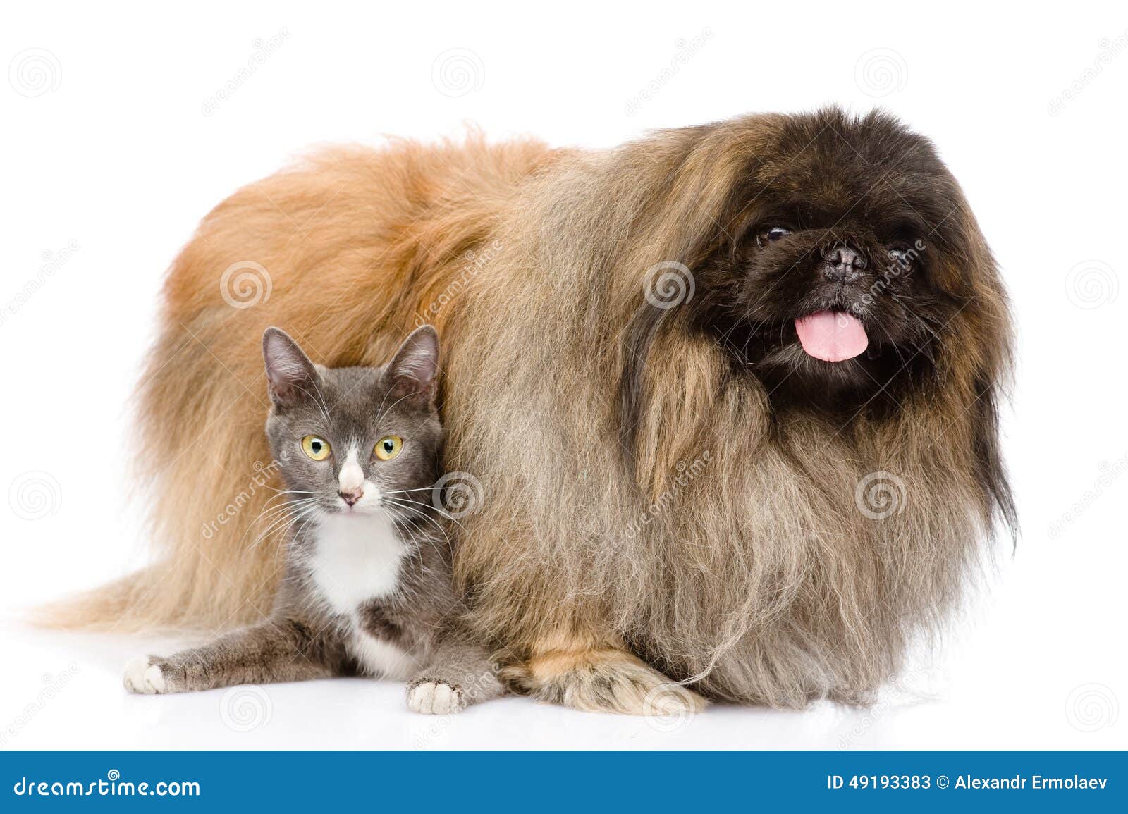 Are Pekingese Good With Cats
