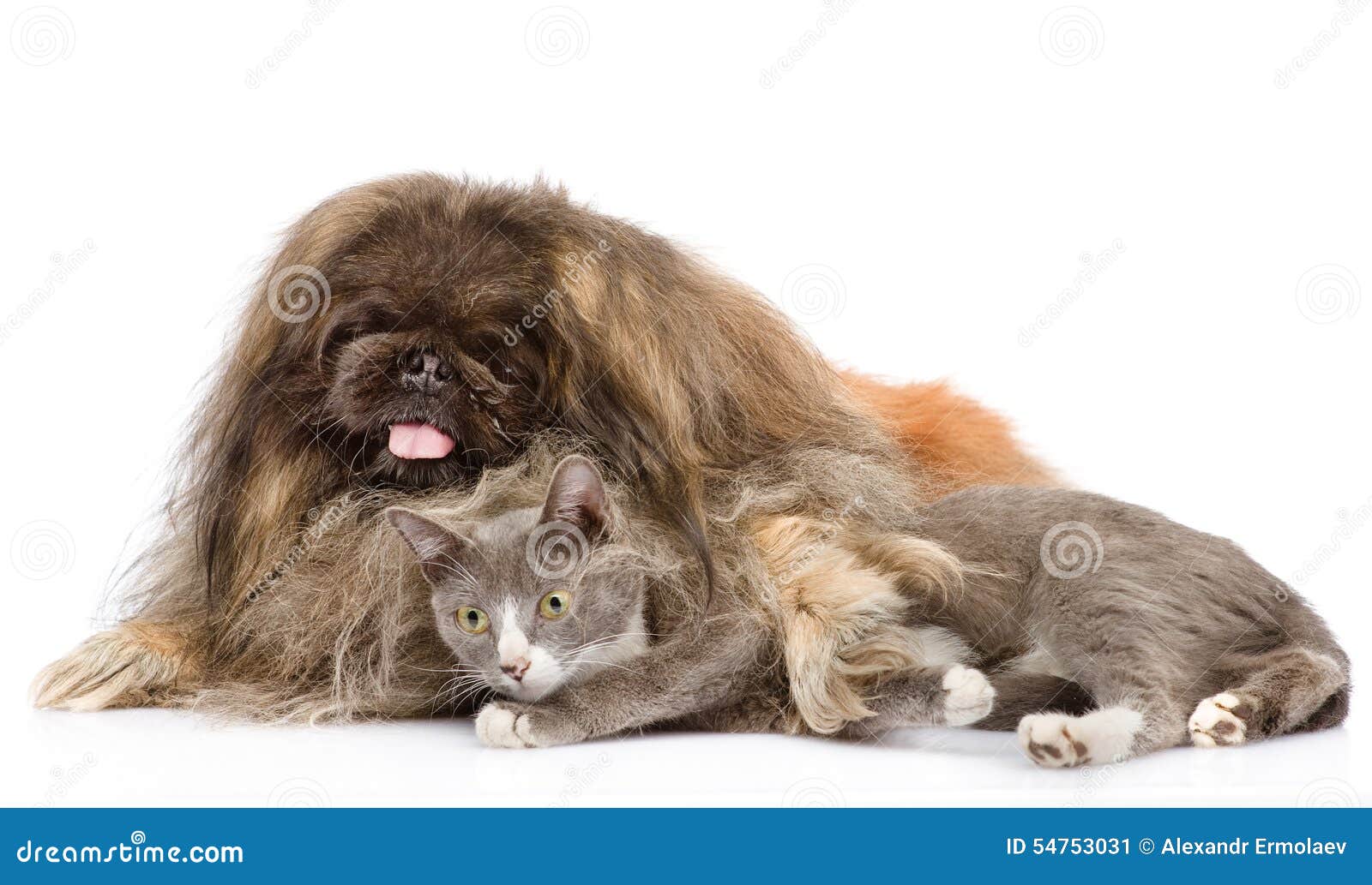 Fluffy Pekingese and Cat Together. Isolated on White Background Stock ...