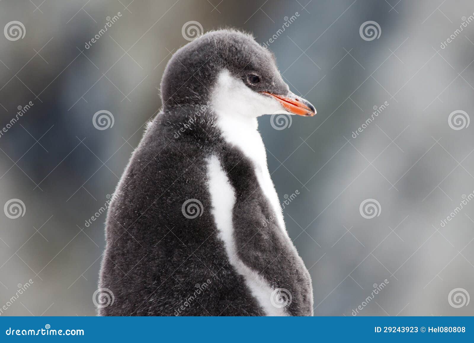 Fluffy Penguin Chick, Baby Gentoo Penguin - Pygoscelis Papua - Stock ...