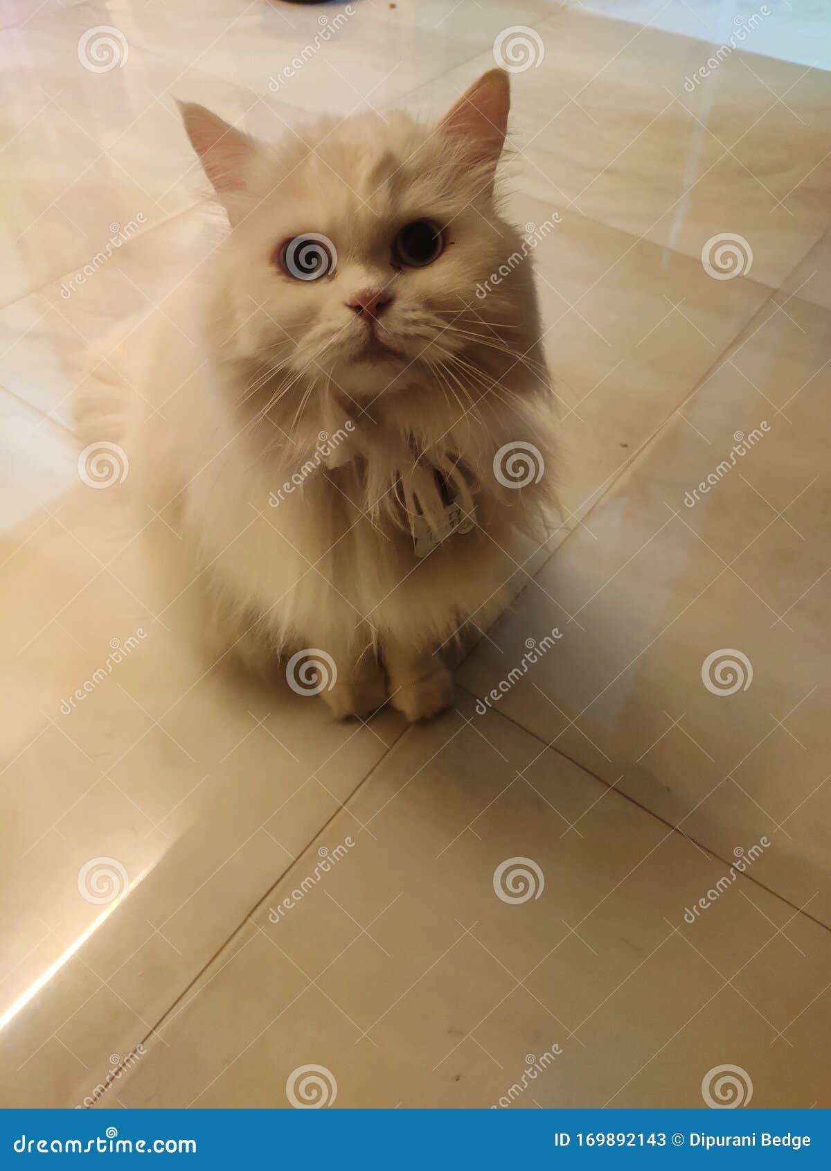 Fluffy Pet Cute Cat Looking Camera Lens Stock Image - Image of looking ...