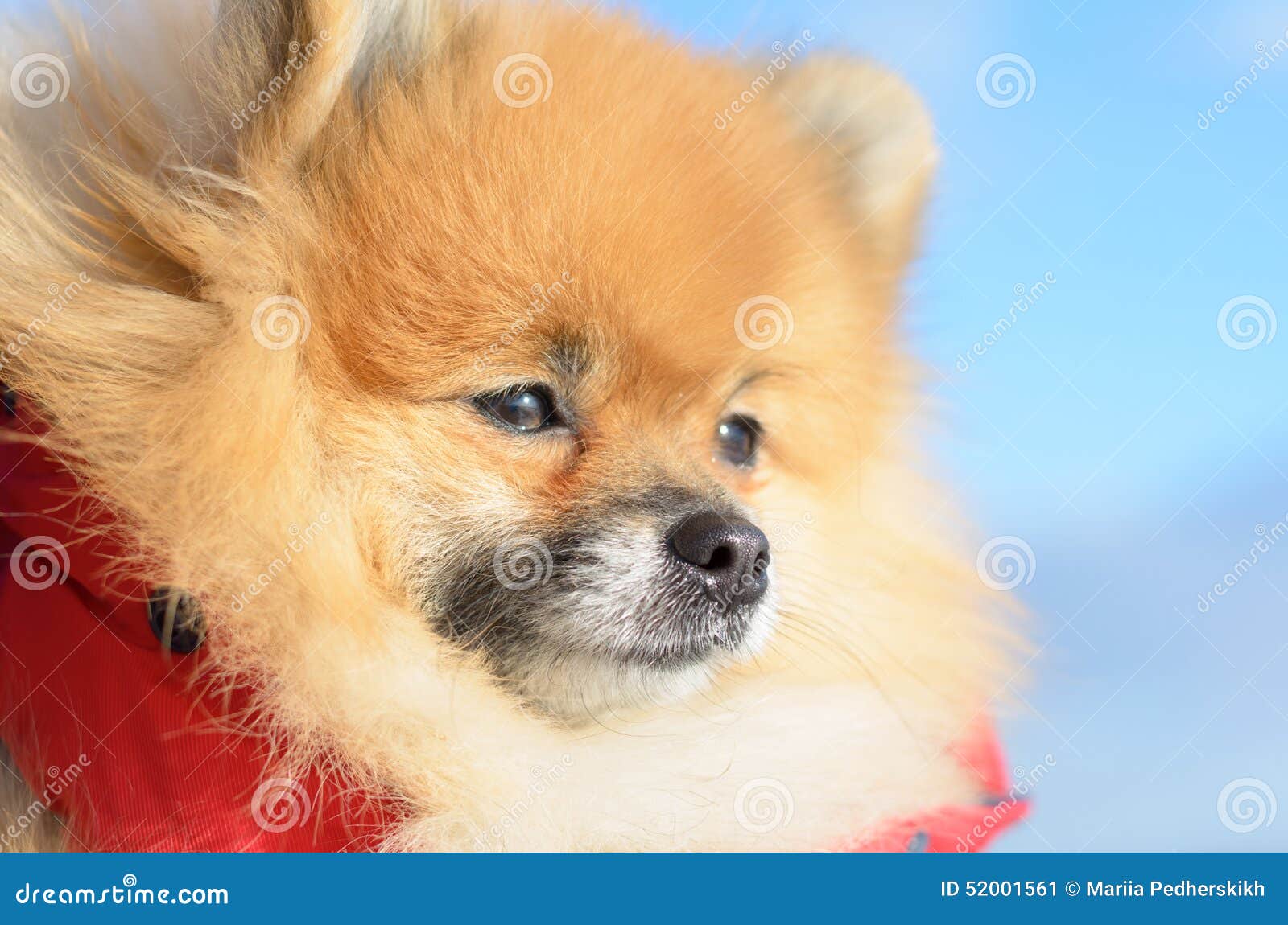 Fluffy Pet stock image. Image of nice, puppy, cute, pretty - 52001561