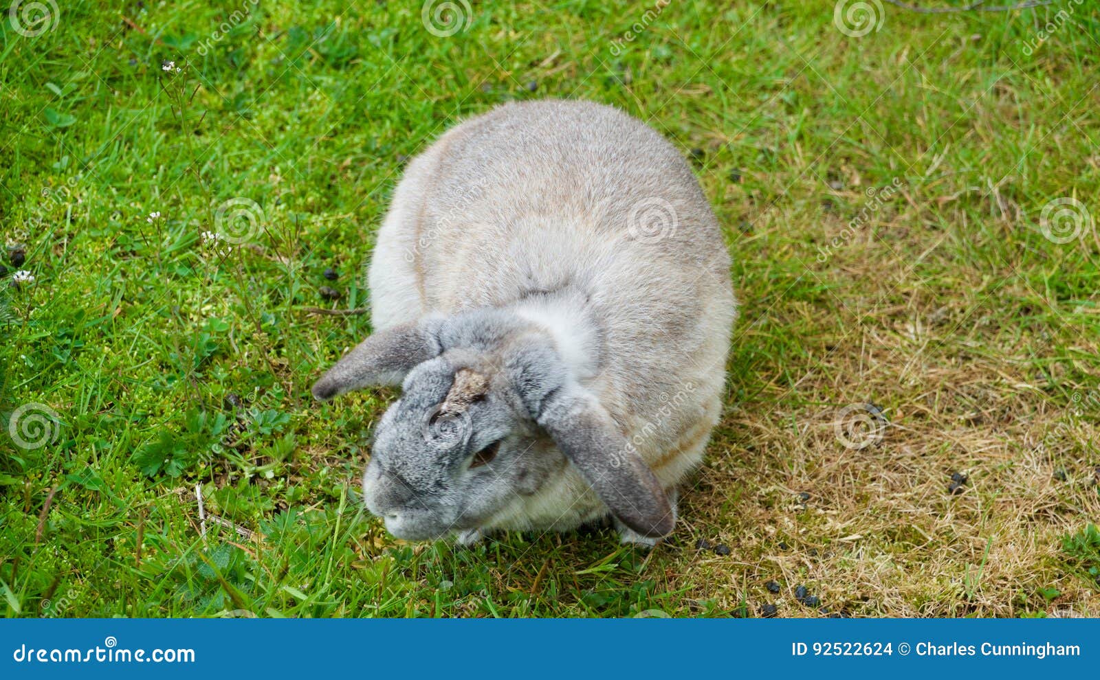 Fluffy pet rabbit. stock photo. Image of bunny, fluffy - 92522624