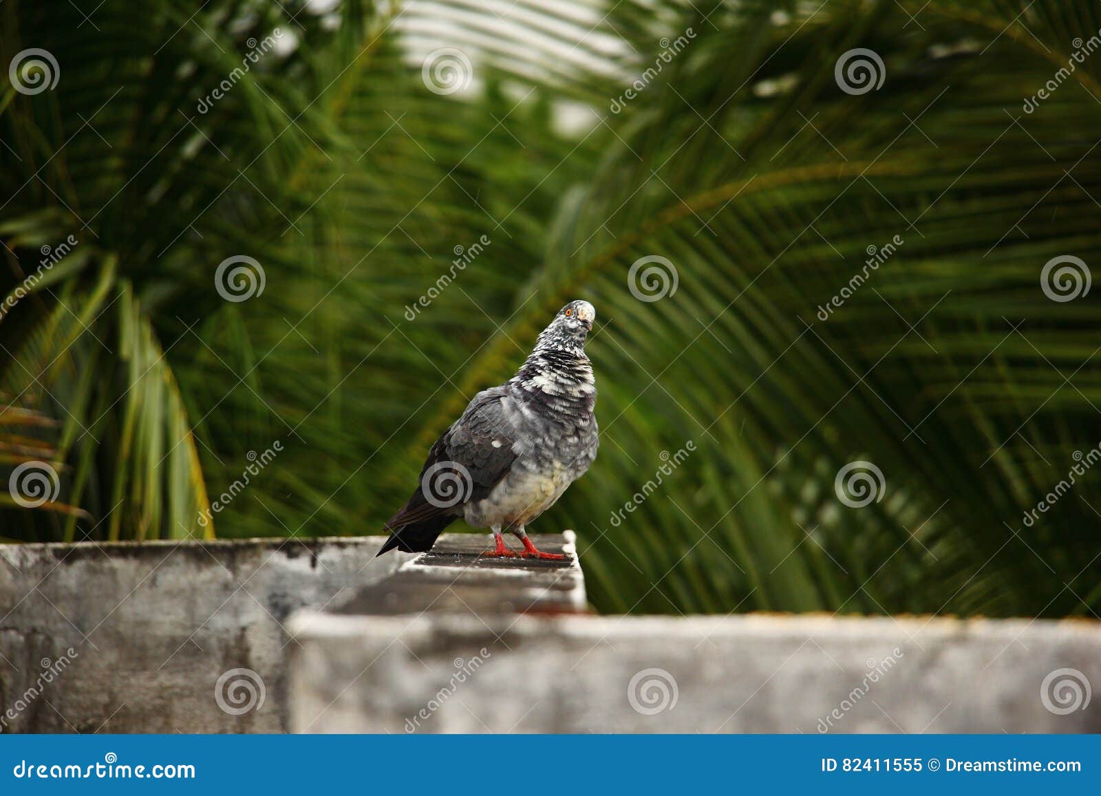 Fluffy pigeon stock image. Image of fluffy, feathers - 82411555