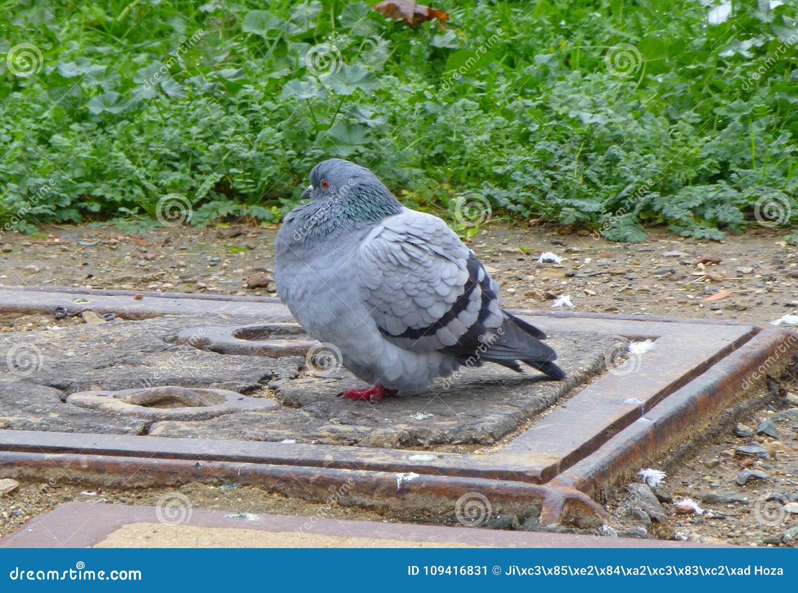 Fluffy Pigeon Resting on the Ground Stock Image - Image of feather ...
