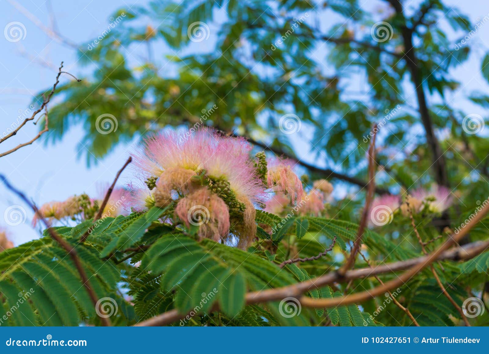 Fluffy Pink Flower on the Tree Stock Image - Image of orchard, green ...