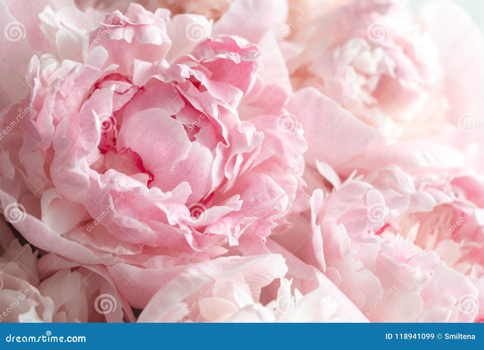 Fluffy Pink Peonies Flowers Stock Photo | CartoonDealer.com #118941810