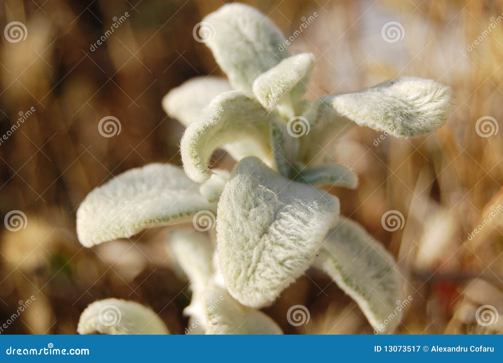 Fluffy Plant Royalty-Free Stock Photography | CartoonDealer.com #84604883