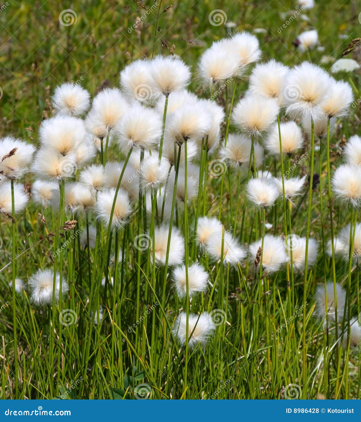 Fluffy plant stock photo. Image of inflorescence, herb - 8986428