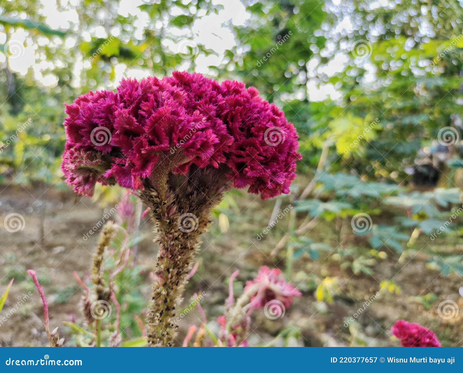 Fluffy Plant, Flower Garden, Backyard Stock Image - Image of spring ...