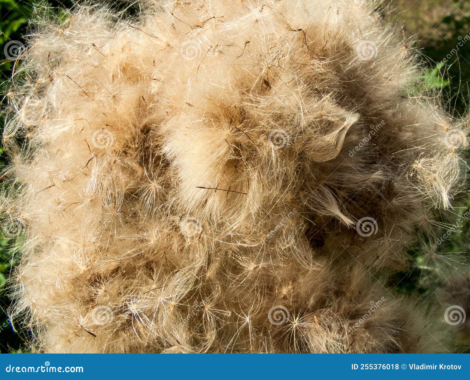 Fluffy plant stock photo. Image of nature, russia, growth - 255376018