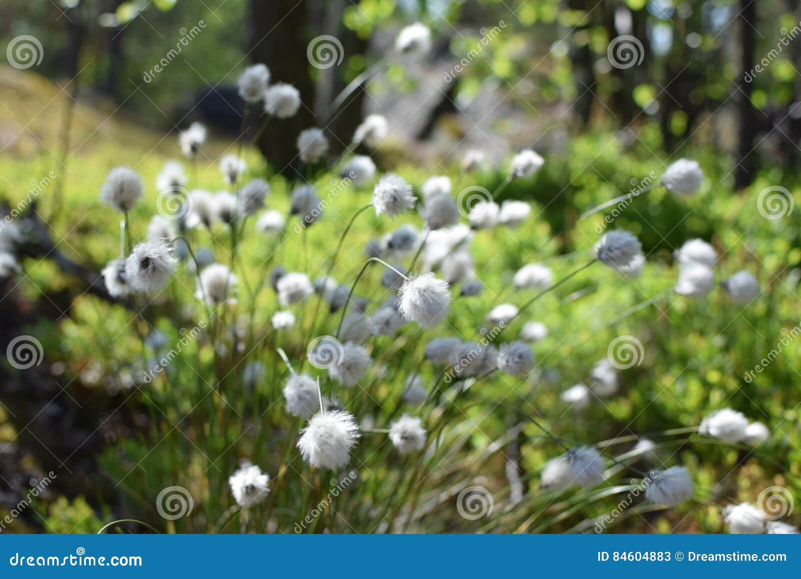 Fluffy Plant Royalty-Free Stock Photography | CartoonDealer.com #84604883
