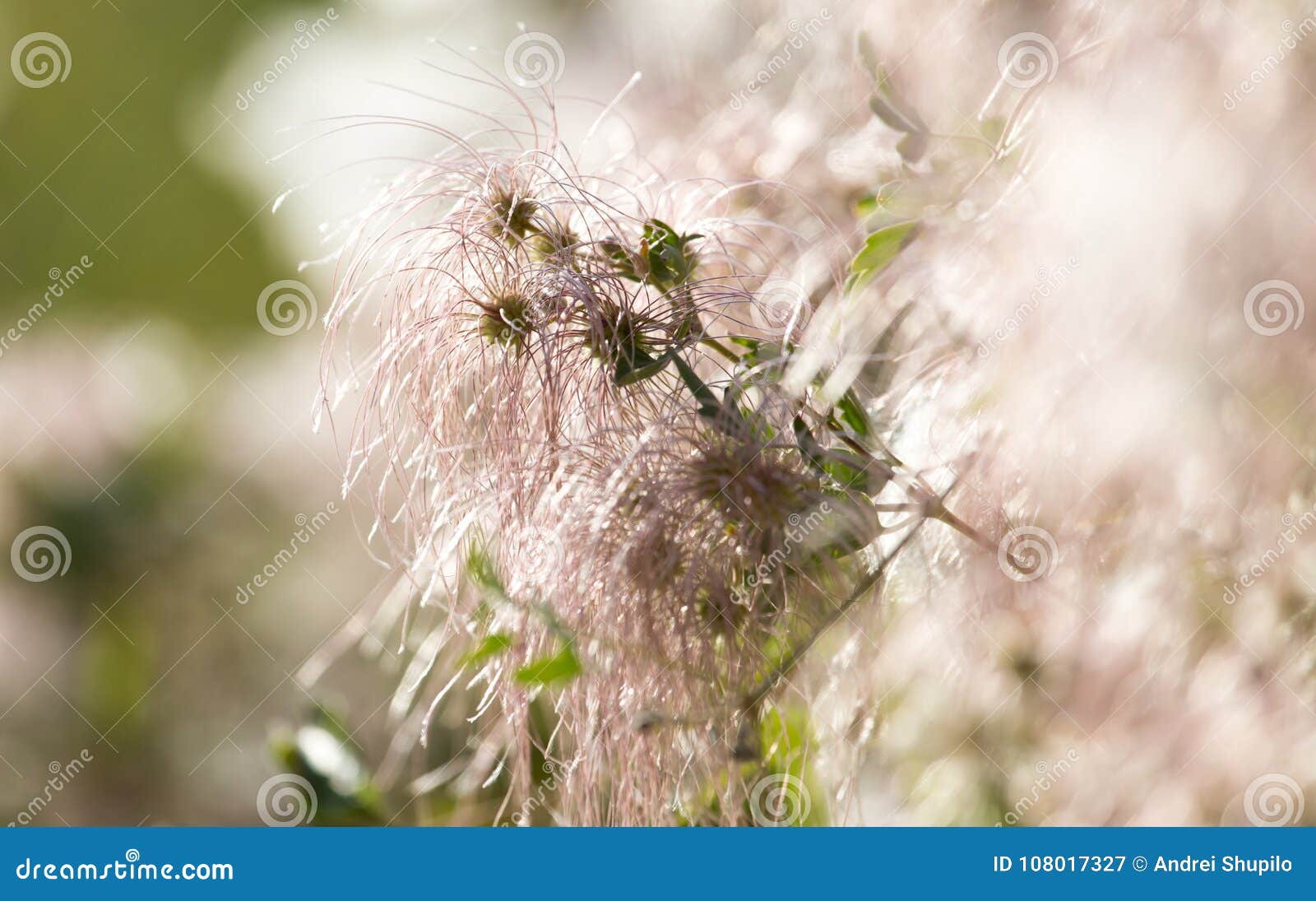 Fluffy Plant in Nature As a Background Stock Image - Image of autumn ...
