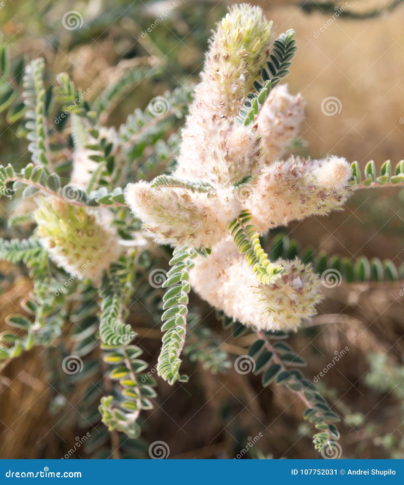 Fluffy plant in nature stock image. Image of fresh, spring - 107752031