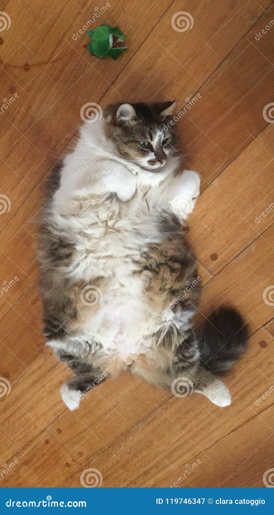 Fluffy puff stock image. Image of puff, playing, fluffy - 119746347