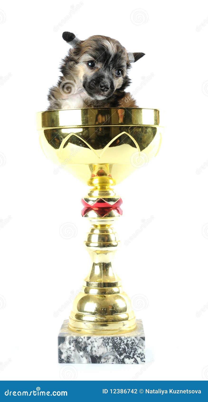 Fluffy Puppy in Winners Cup Stock Photo - Image of black, inside: 12386742