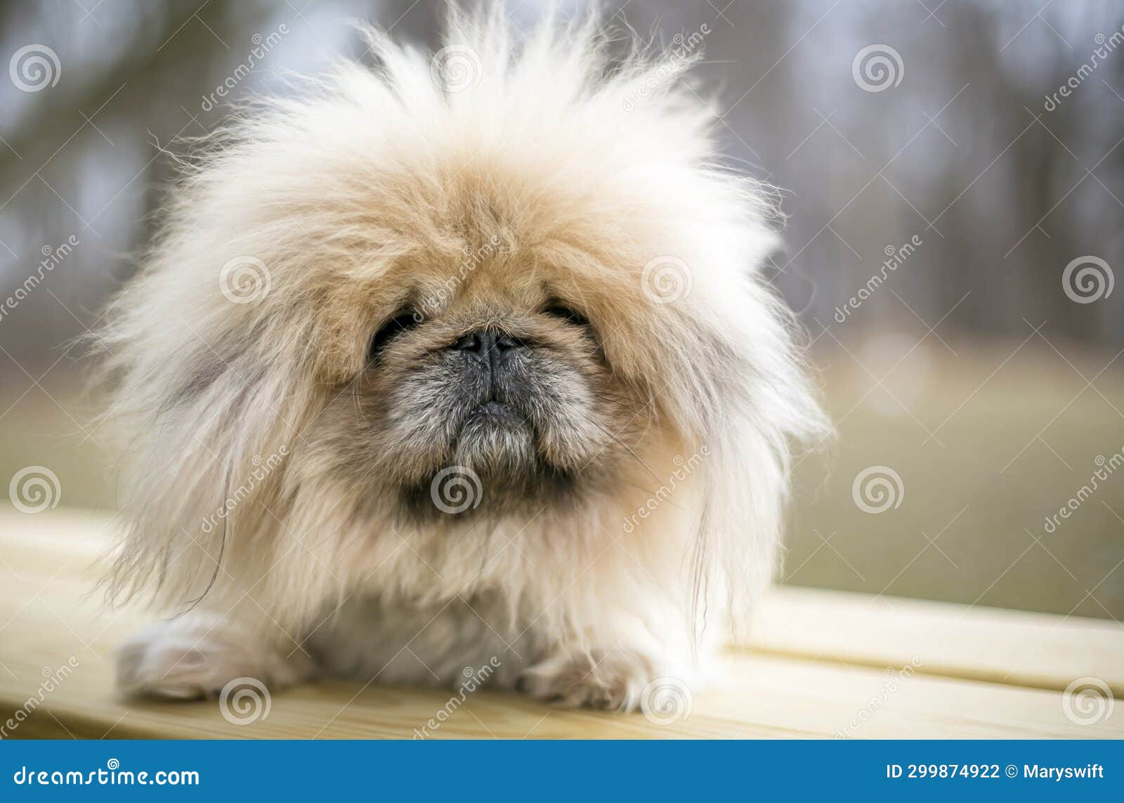 A Fluffy Purebred Pekingese Dog Stock Photo - Image of cuddly ...