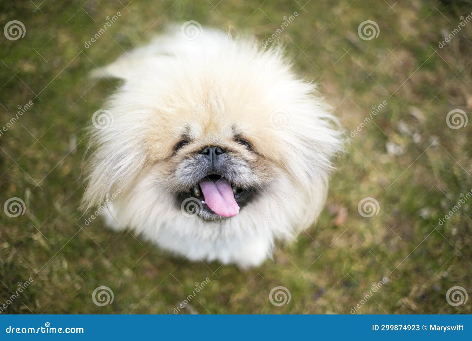 A Fluffy Purebred Pekingese Dog Looking Up Stock Image - Image of smile ...