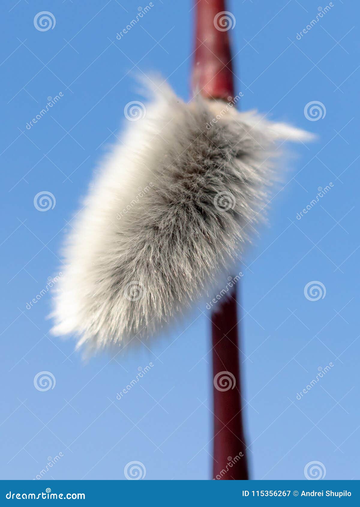 Fluffy Willow Against the Blue Sky Stock Image - Image of twig, tree ...