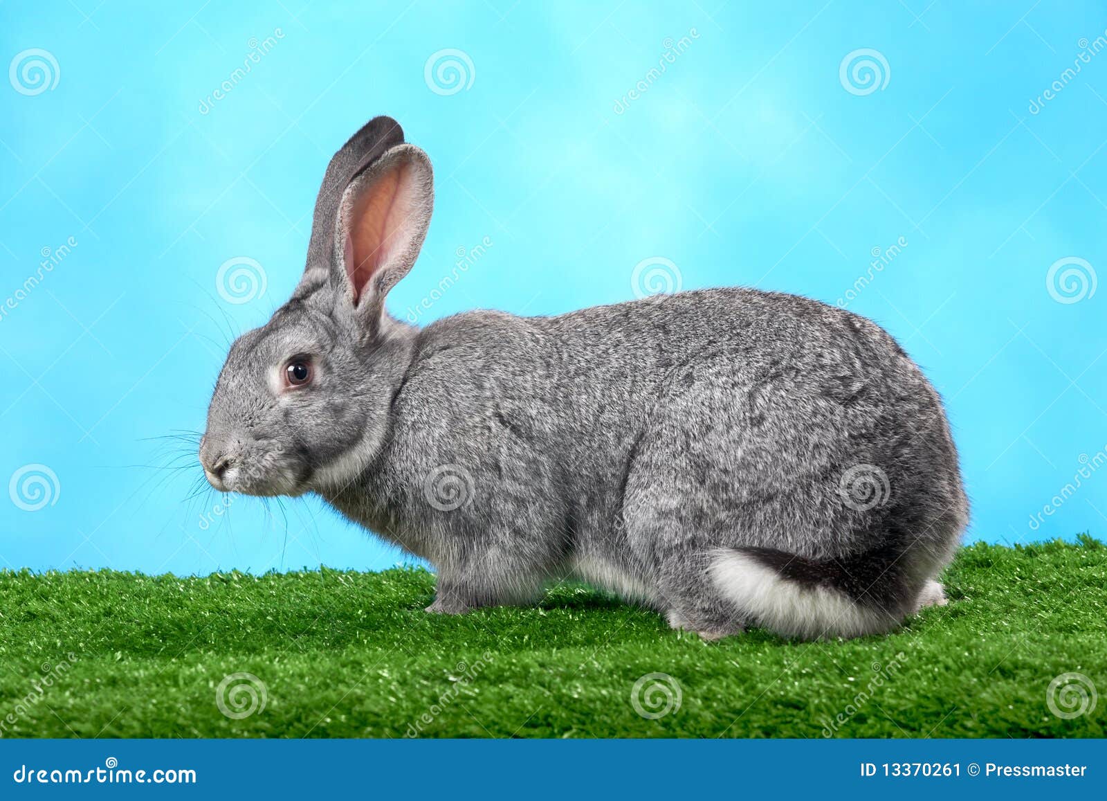 Fluffy rabbit stock image. Image of creature, bunny, domestic - 13370261