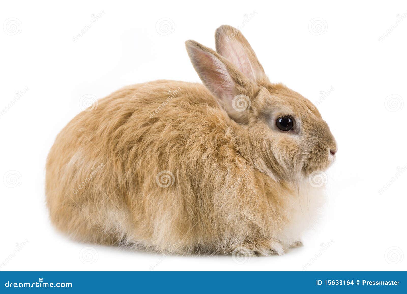 Fluffy rabbit stock photo. Image of gift, holiday, ears - 15633164