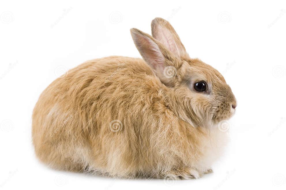 Fluffy rabbit stock photo. Image of gift, holiday, ears - 15633164