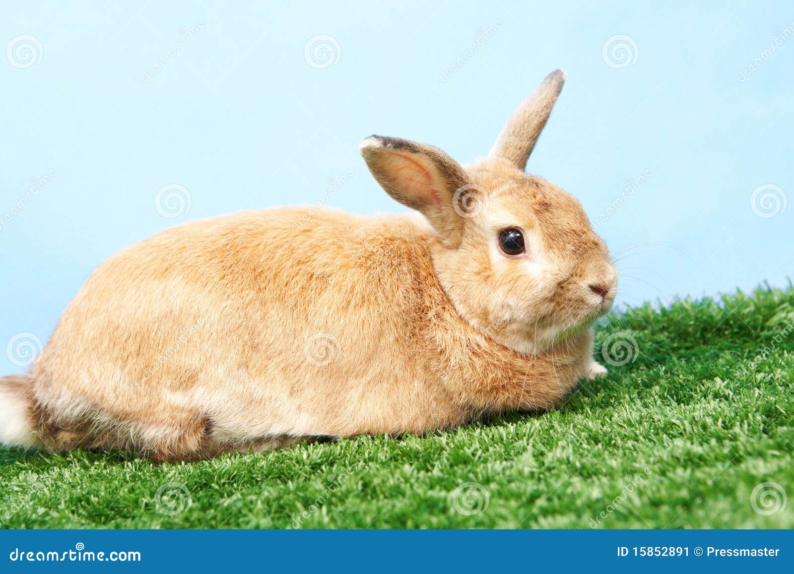 Fluffy rabbit stock image. Image of ears, environment - 15852891