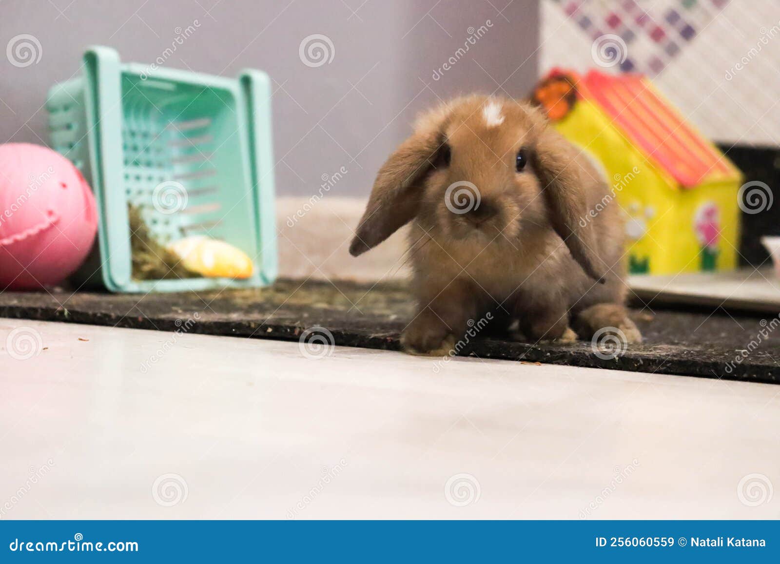 Fluffy rabbit stock image. Image of bright, cute, fluffy - 256060559