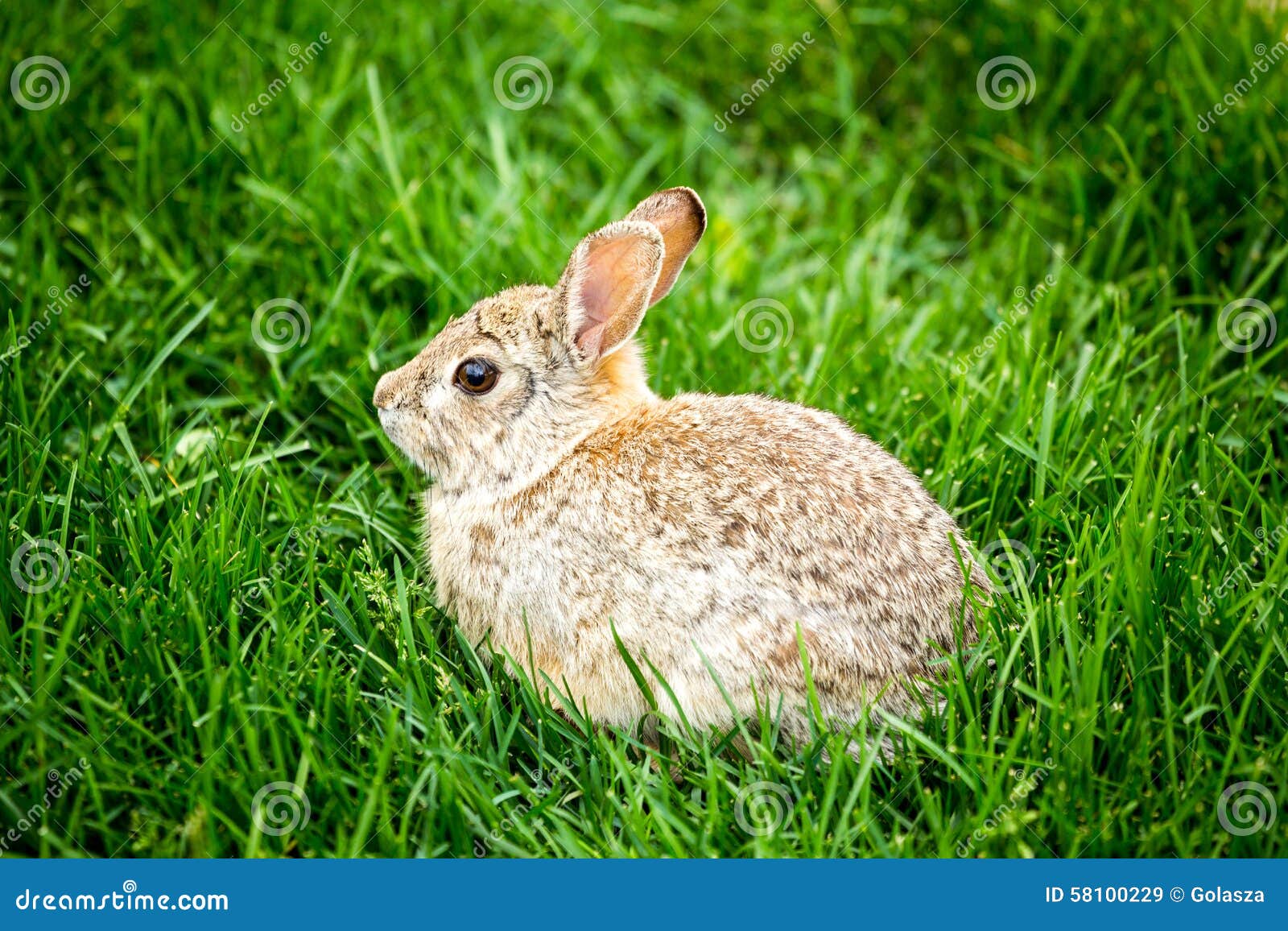 Fluffy rabbit stock image. Image of rabbit, terrified - 58100229