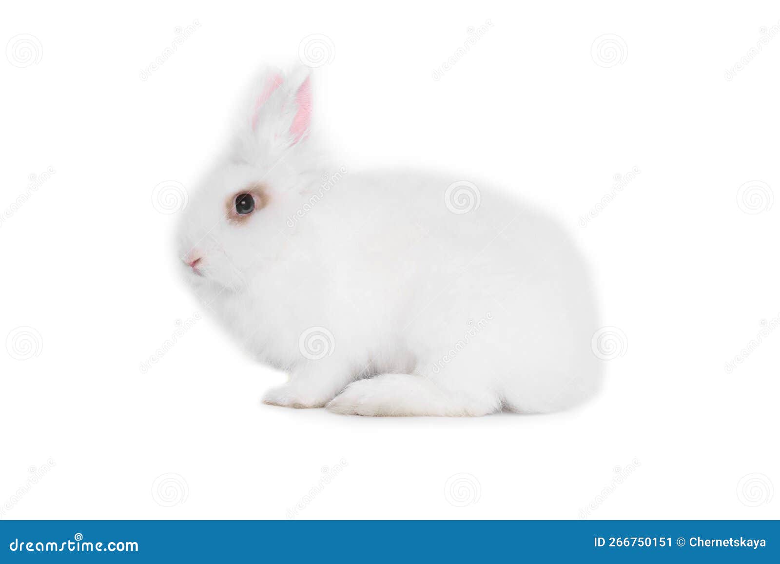 Fluffy Rabbit on White Background. Cute Pet Stock Image - Image of ...