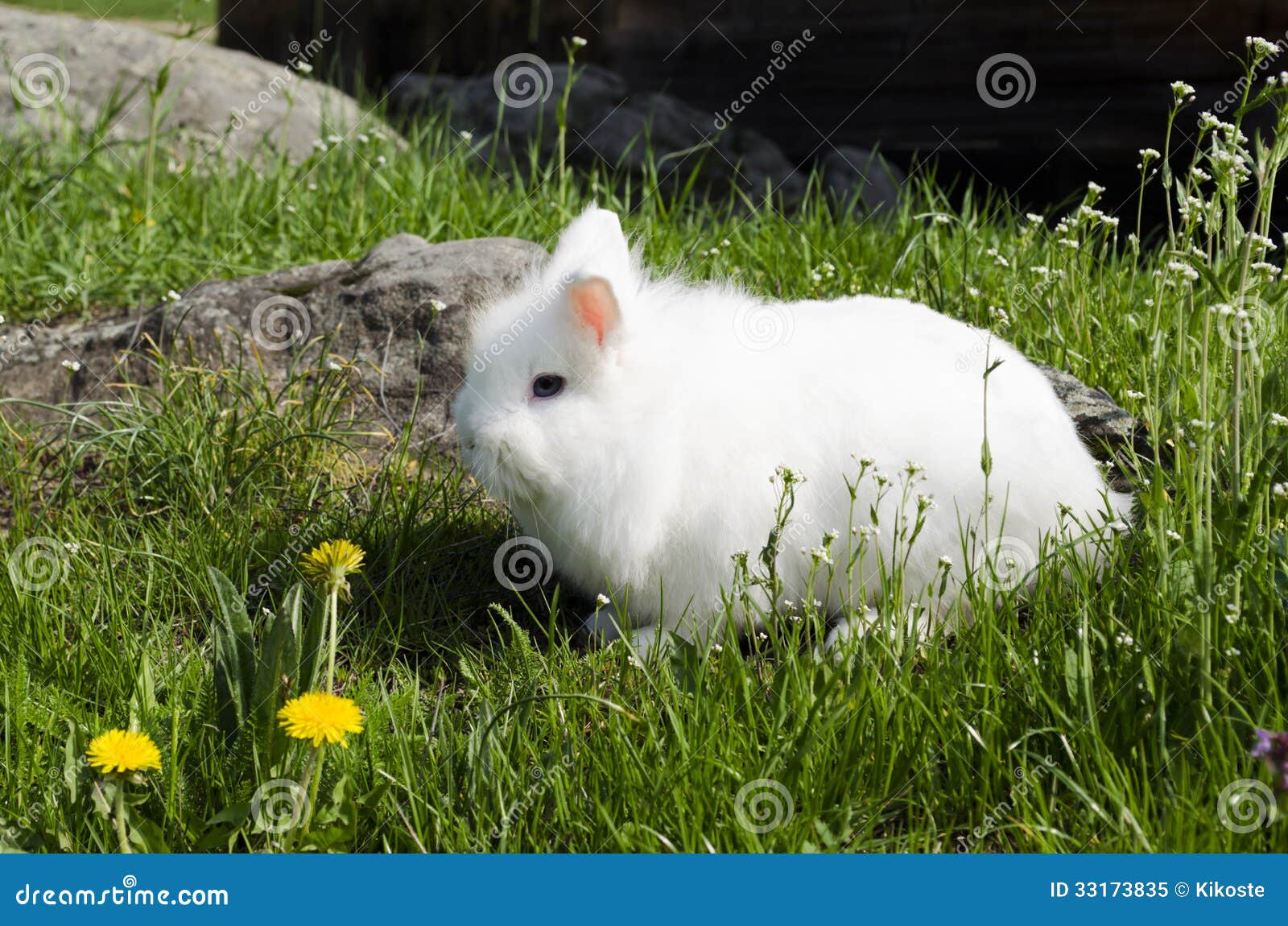 Fluffy rabbit stock image. Image of rabbit, easter, fluffy - 33173835