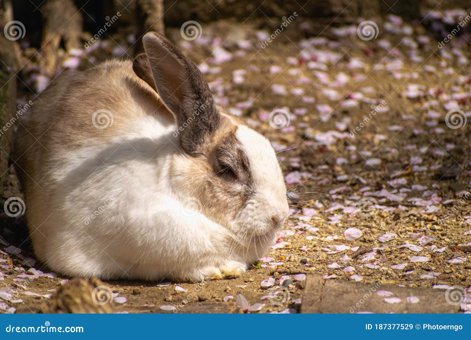 Rabbit Getting Asleep on the Fall Down Sakura Ground Stock Image ...