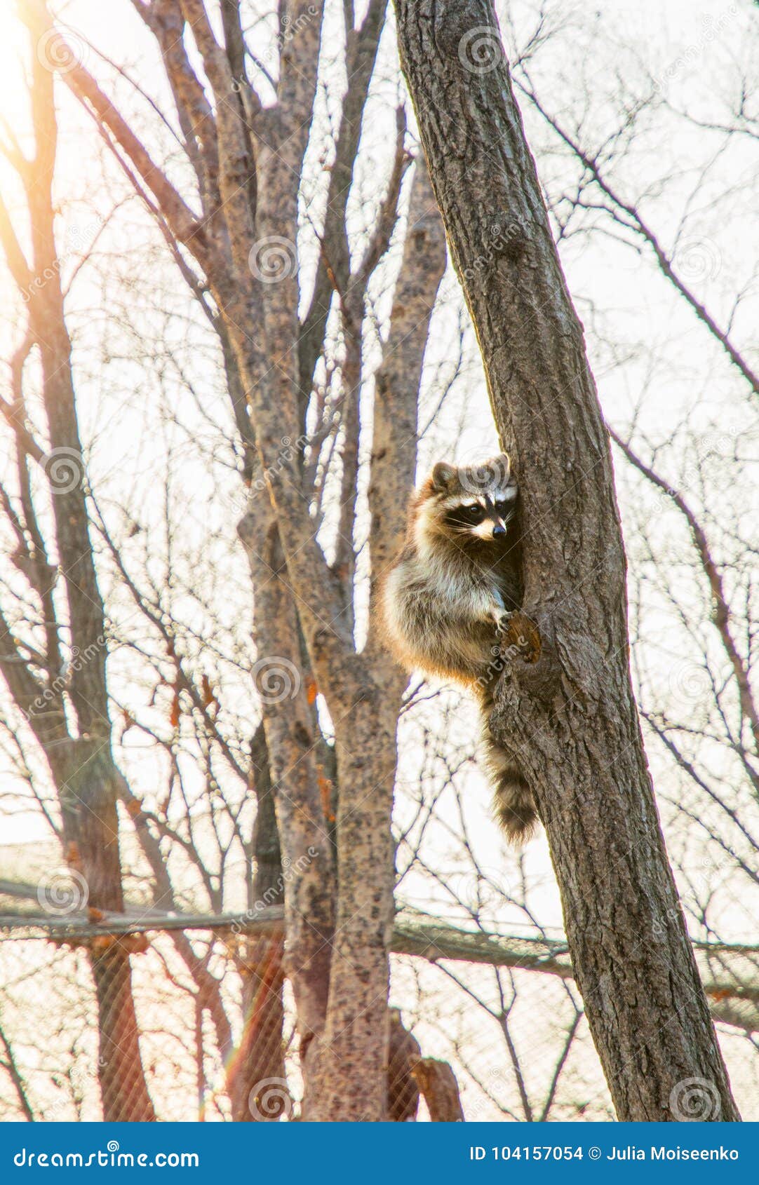 Fluffy Raccoon Sits High Up on a Tree and Watching. Stock Photo - Image ...