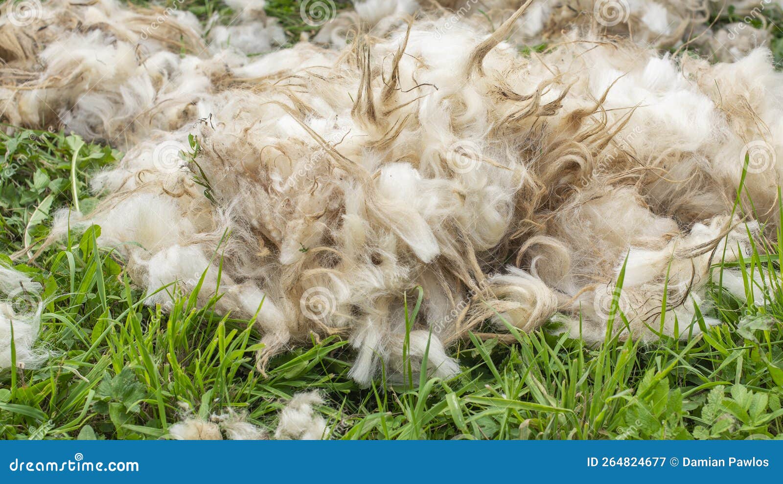 Fluffy Raw Sheep Wool after the Shearing Process Stock Image - Image of ...