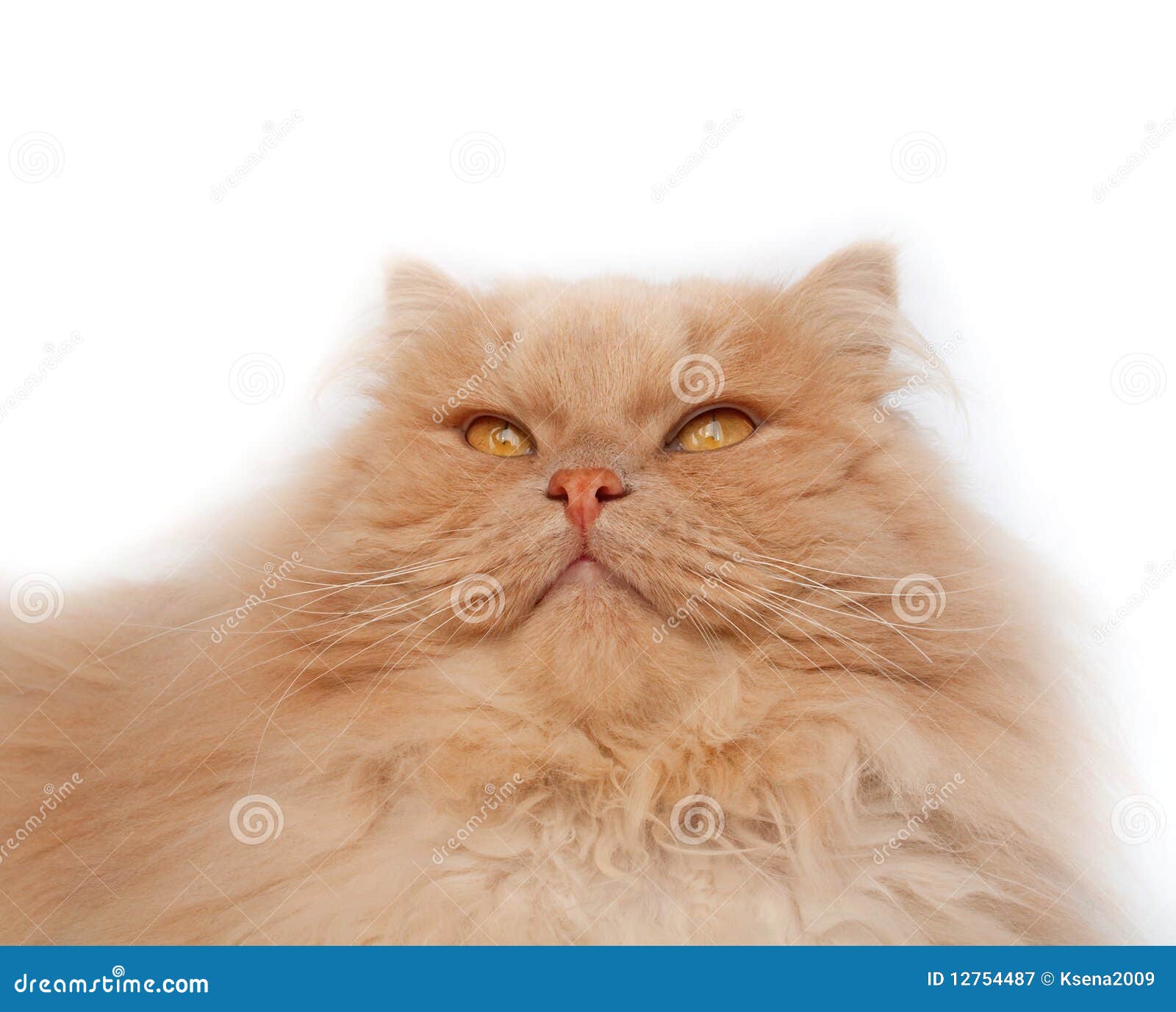 Fluffy, red cat stock image. Image of hair, persian, kitten - 12754487