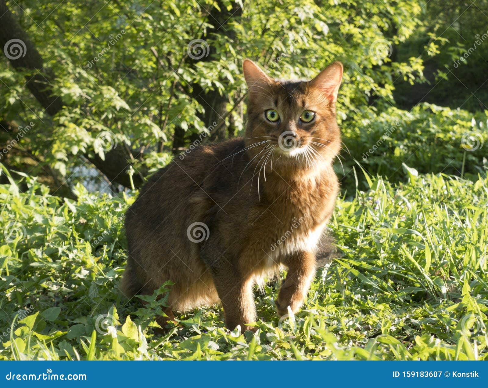 Cream Somali Cat