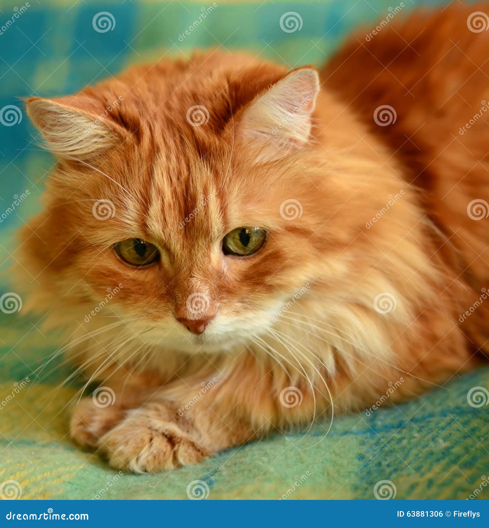 Fluffy red cat stock photo. Image of pretty, face, sight - 63881306