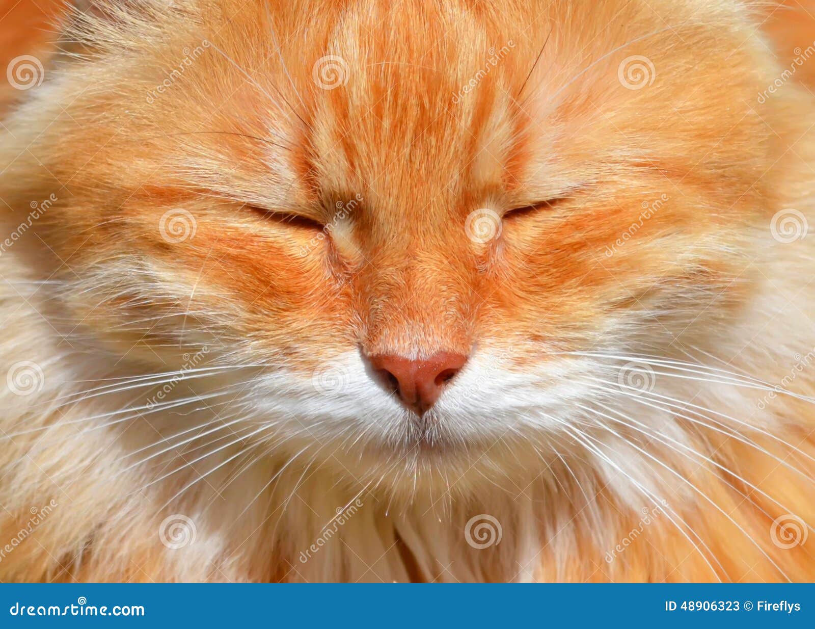 Fluffy red cat stock image. Image of whisker, portrait - 48906323
