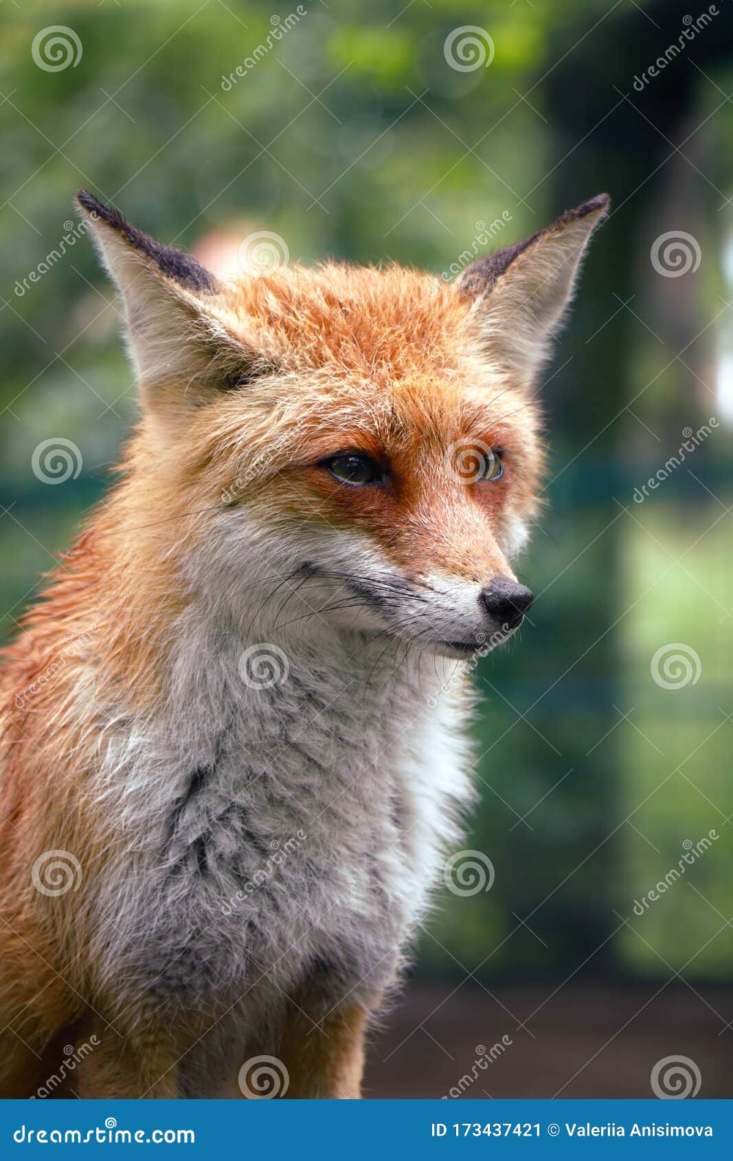Fluffy red fox in nature stock image. Image of orange - 173437421