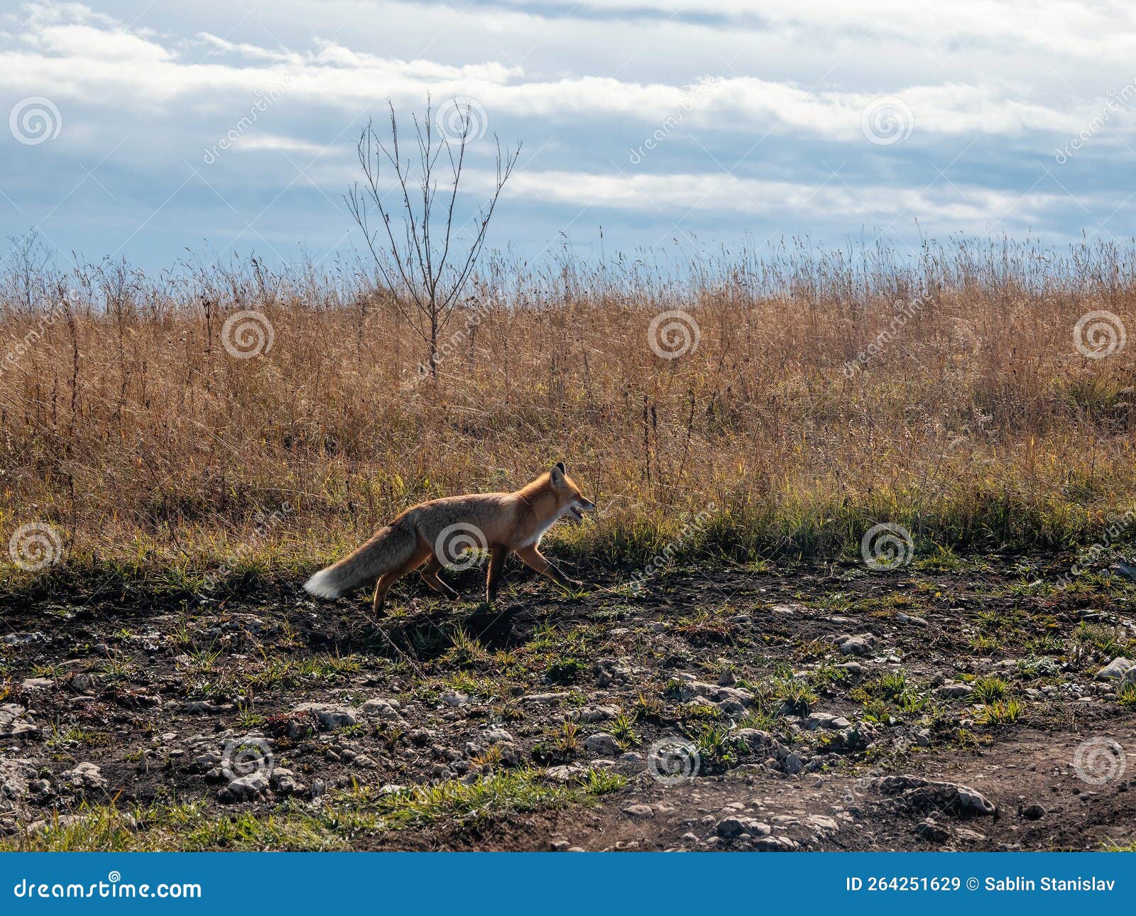 Fluffy Red Fox Runs Along the Path Along the Autumn Field. a Wild Fox ...