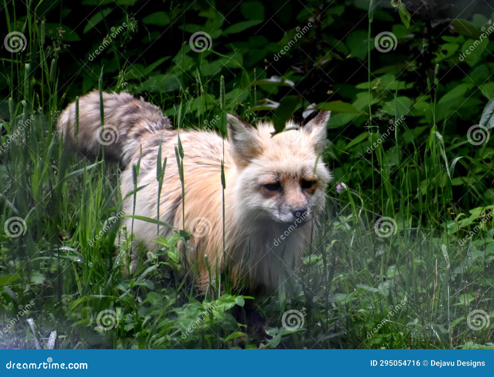 Fluffy Red Fox Walking through Tall Grasses Stock Photo - Image of ...