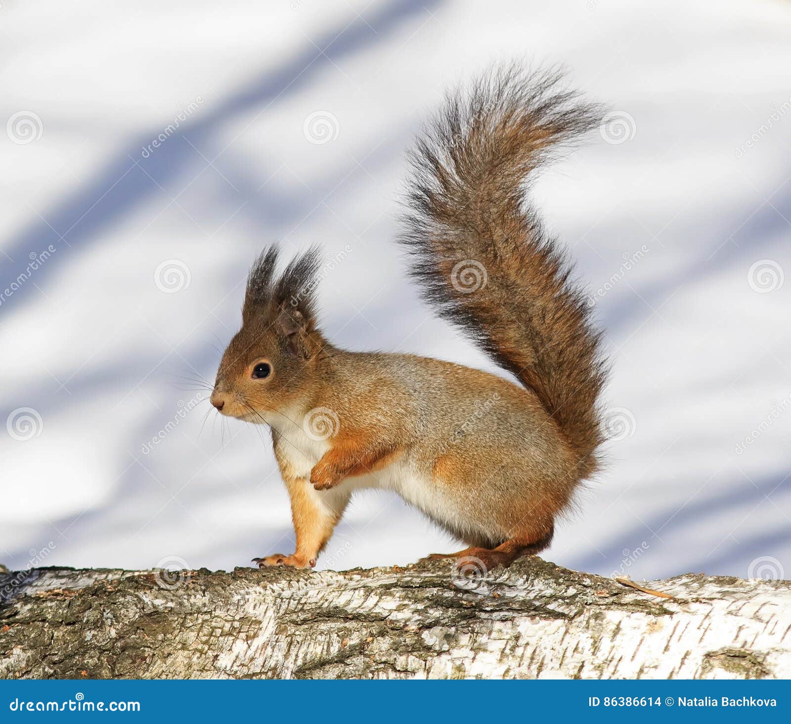 Fluffy Red-haired Squirrel on the Tree in Park at Winter Stock Photo ...