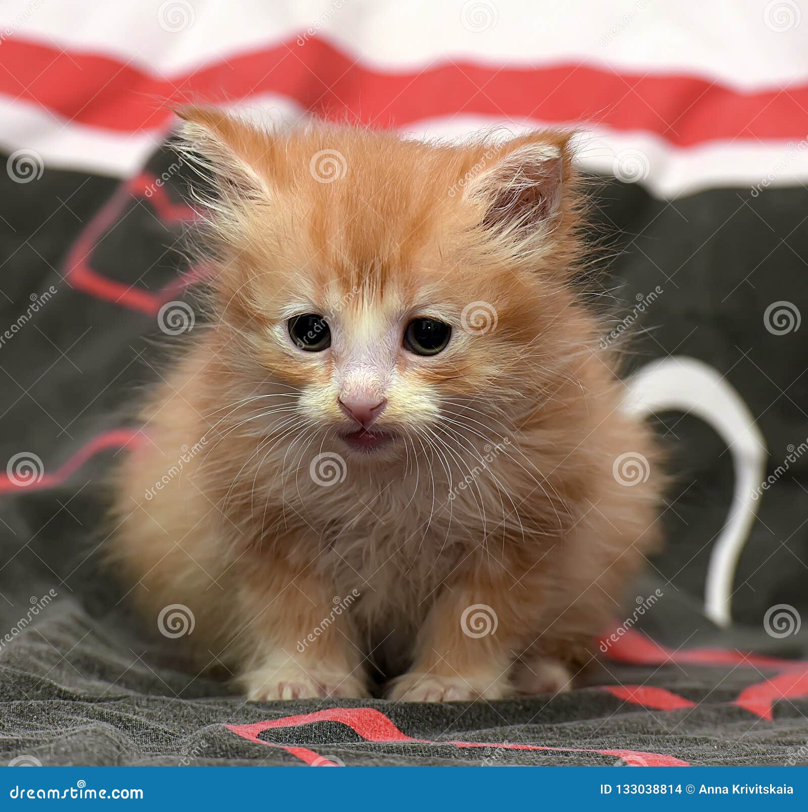 Fluffy Red Kitten on the Sofa Stock Photo - Image of domestic, indoor ...
