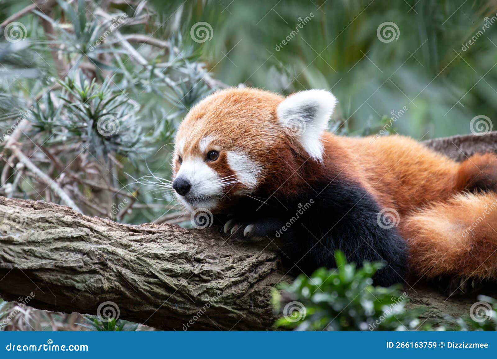 Close Up Cute Red Panda on the Tree Stock Image - Image of lovely ...