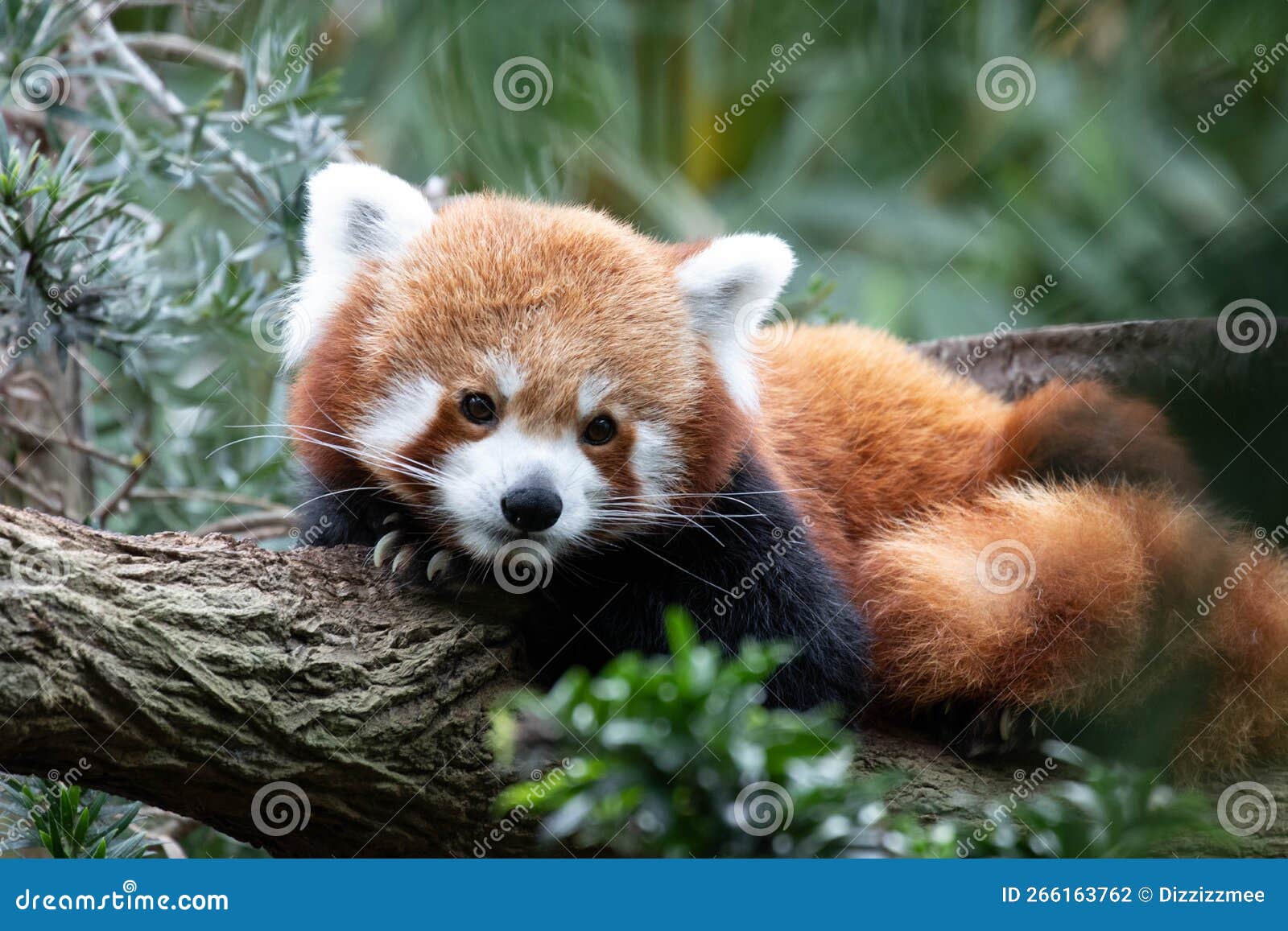 Close Up Cute Red Panda on the Tree Stock Photo - Image of asia, panda ...