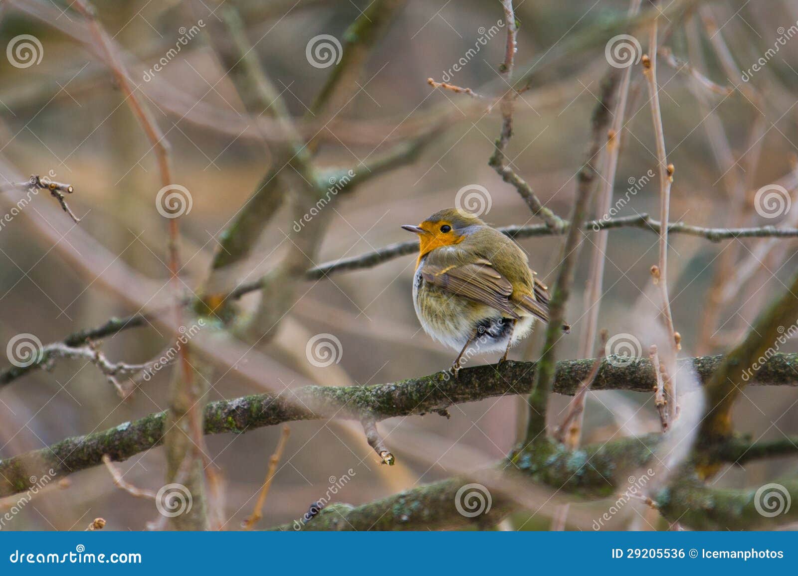 Fluffy red robin in winter stock photo. Image of perch - 29205536