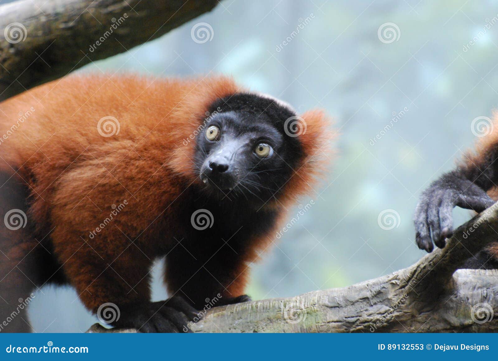 Fluffy Red Ruffed Lemur with Yellow Eyes Stock Image - Image of eyes ...