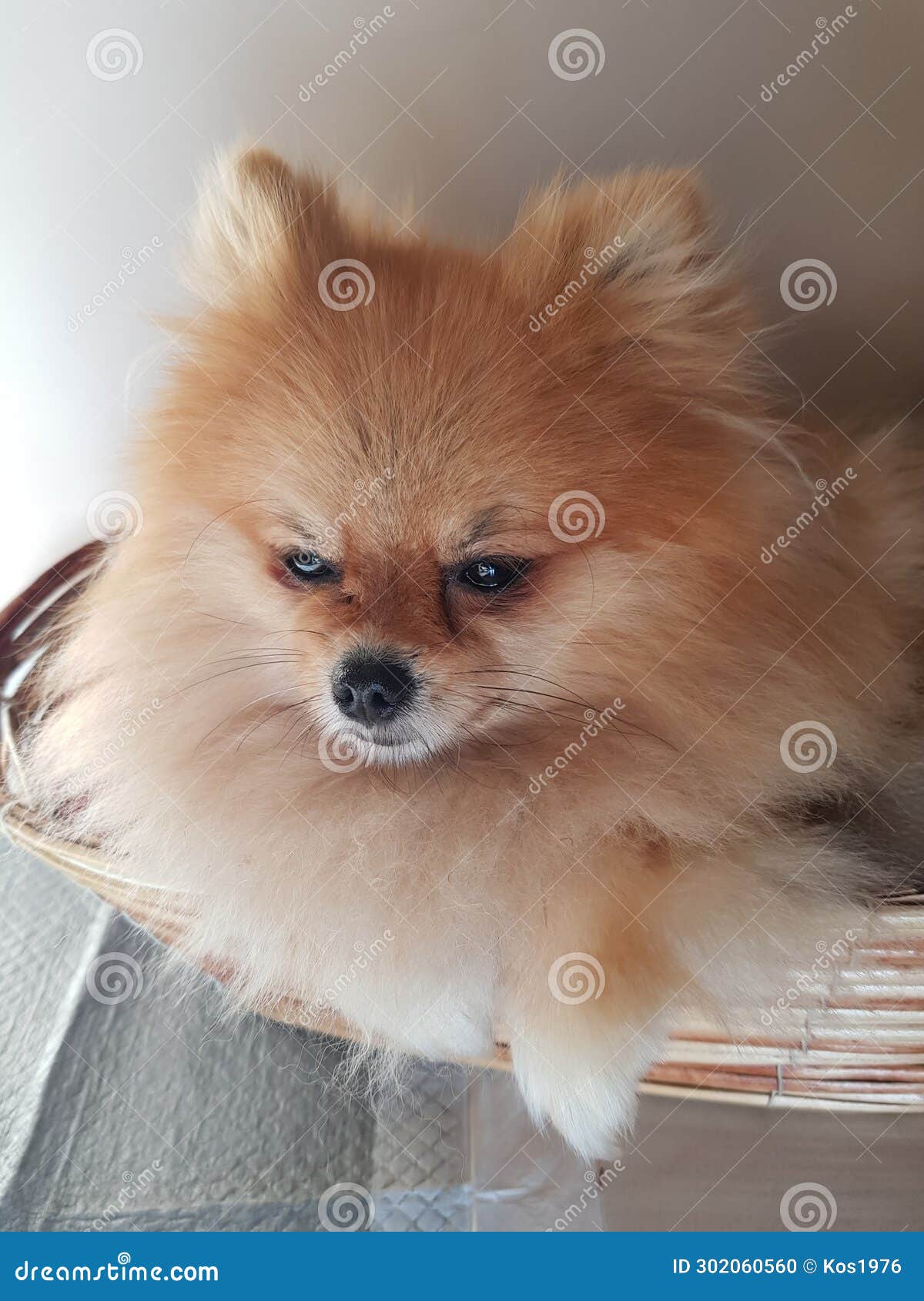Fluffy Red Dog of the Spitz Breed Resting Stock Photo - Image of ...