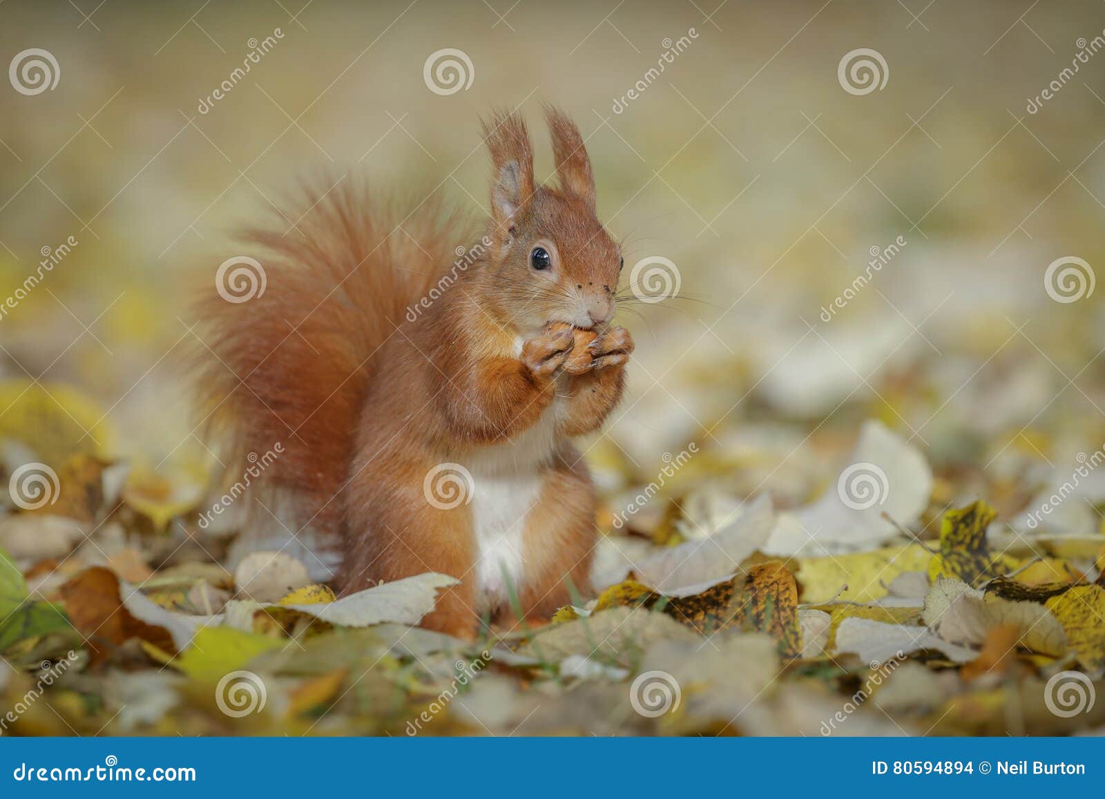 Fluffy red squirrel stock photo. Image of mammal, birch - 80594894