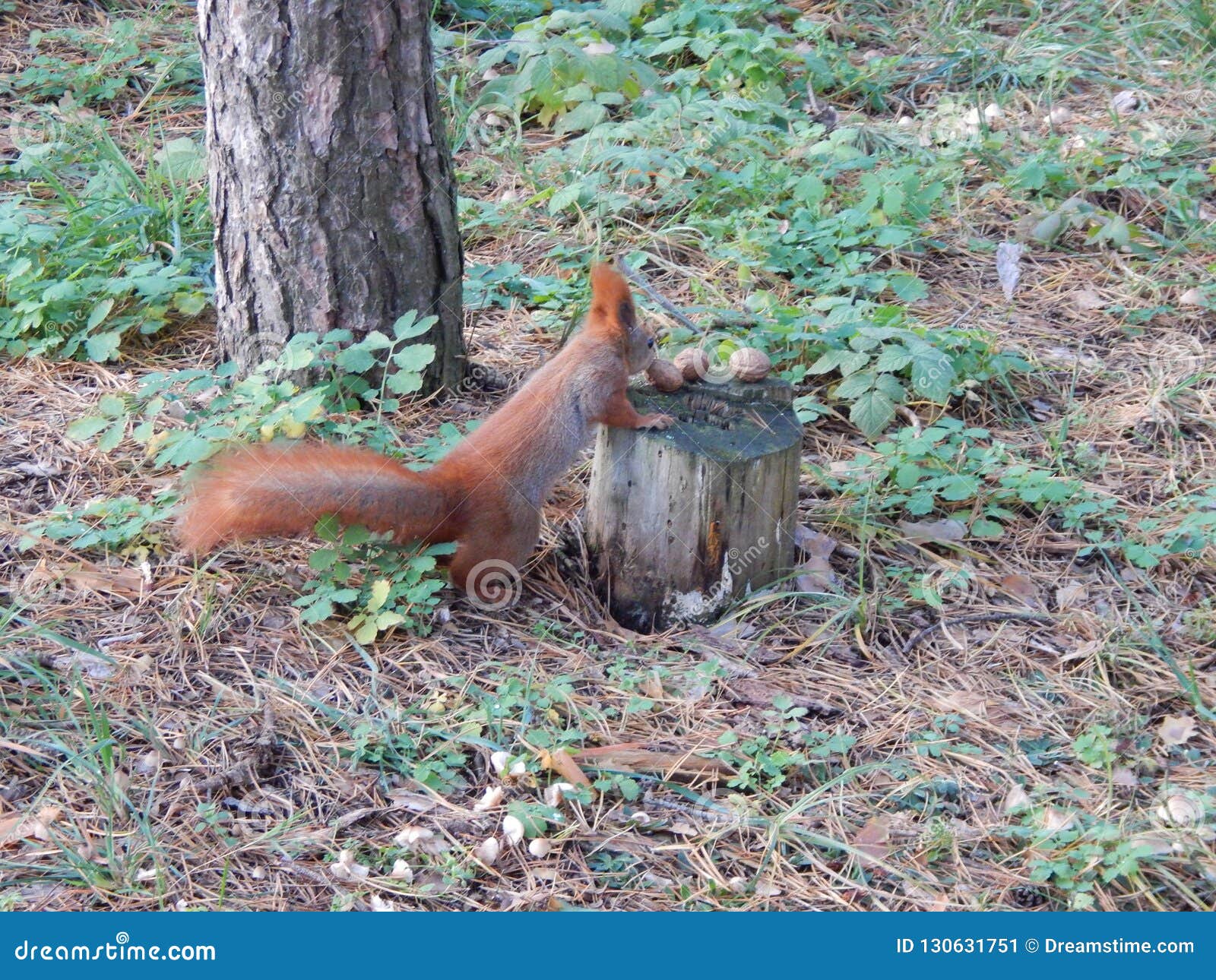 Fluffy Red Squirrel Eating Nuts in the Forest Stock Image - Image of ...